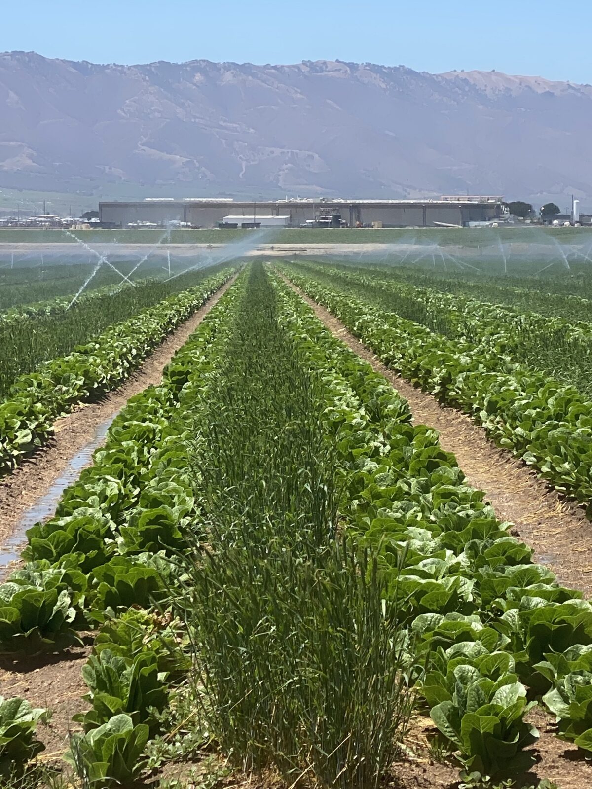 BRAGA FRESH MARKS EARTH DAY WITH GREEN PROGRESS REPORT - Braga Fresh
